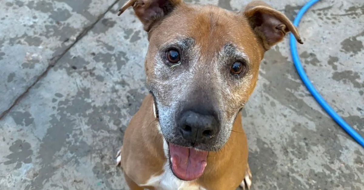 Toby, el 'abuelo canino' que lleva 10 años en un chenil en Ceuta y ...