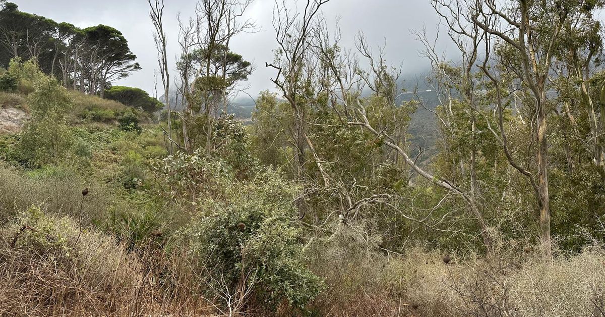 Ceuta reactivará el Consejo de Medio Ambiente el 1 de junio